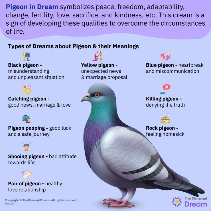 Pigeon in Dream - Pathway Leading To A Peaceful Life