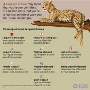 Leopard in Dream - 55 Scenarios and Its Interpretation