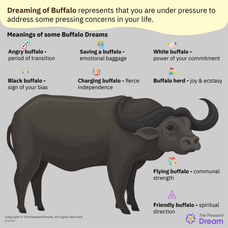 Buffalo Dream Meaning - Time To Unveil Scenarios & Meanings