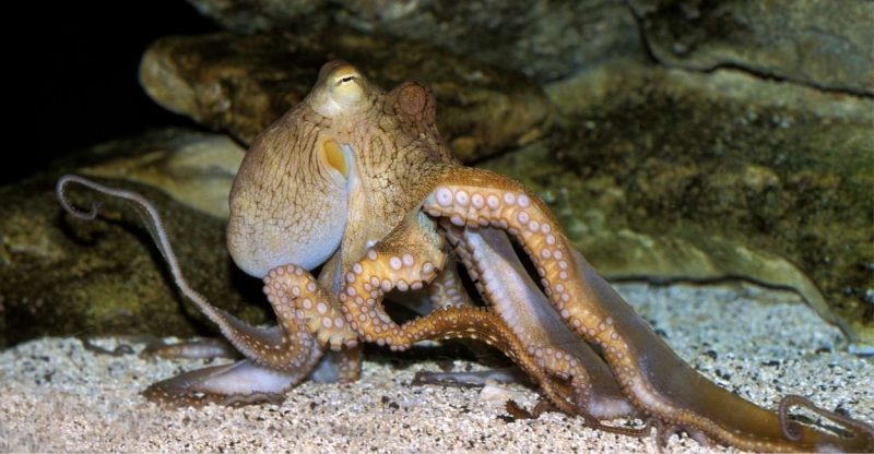 Octopus Dream Meaning - Experiencing a Challenging or Problematic ...