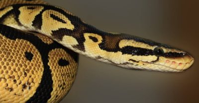 Dreaming About Python – Does It Suggest Your Resilience To Fight Odds ...