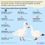 Dreaming of Goose - Deciphering Interesting Plots