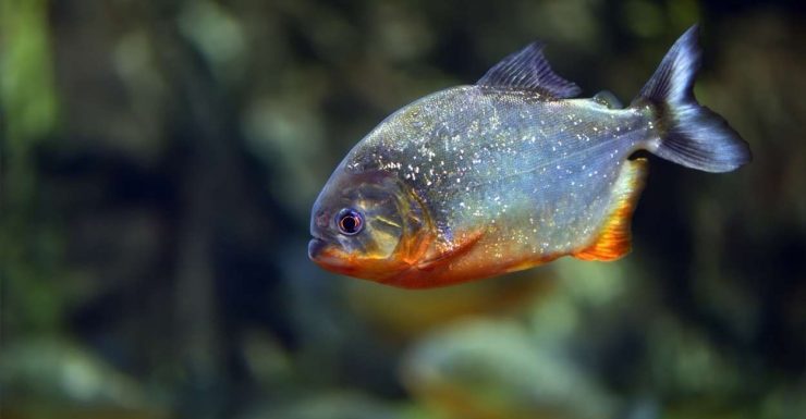 Dreams about Piranhas – Does This Indicate That You Have a Love for ...