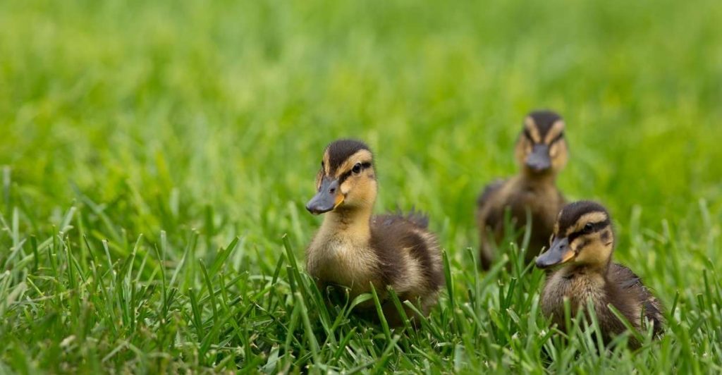 Dream about Baby Ducks – It Signifies Enjoyment! | ThePleasantDream
