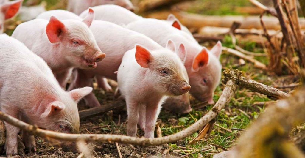 Dreaming About Piglets: Series Of Misfortune Approaching Your Life!