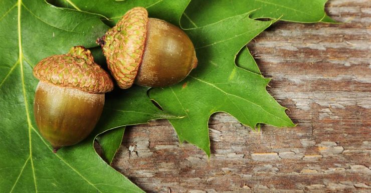 Acorn Dream Meaning - Does It Attempt to Draw Your Attention to ...