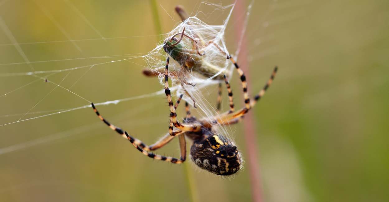 Dream about Killing Spiders – Does It Suggest That You Will Triumph ...