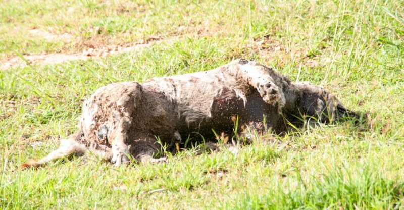 Dream of Dead Dog – Does It Suggest a Possible Loss? | ThePleasantDream