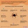 Dream of Spider Web – 35 Types & their Interpretations