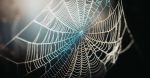 Dream of Spider Web – 35 Types & their Interpretations