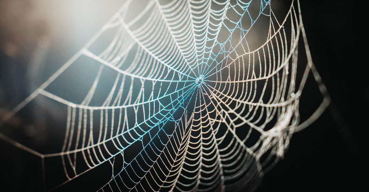 Dream of Spider Web – Do You Feel Confined or Trapped?