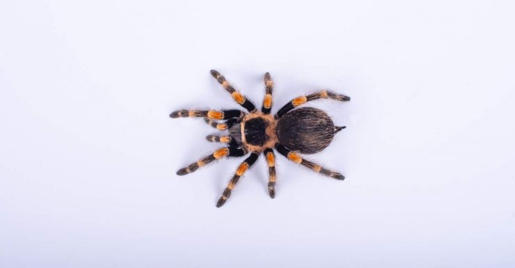 Dreams about Spiders Crawling on You – Your Dark Personality Is About ...