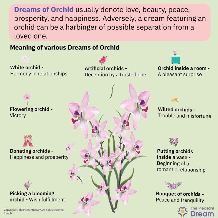 Orchid Dream Meaning - Onset of Success and Riches