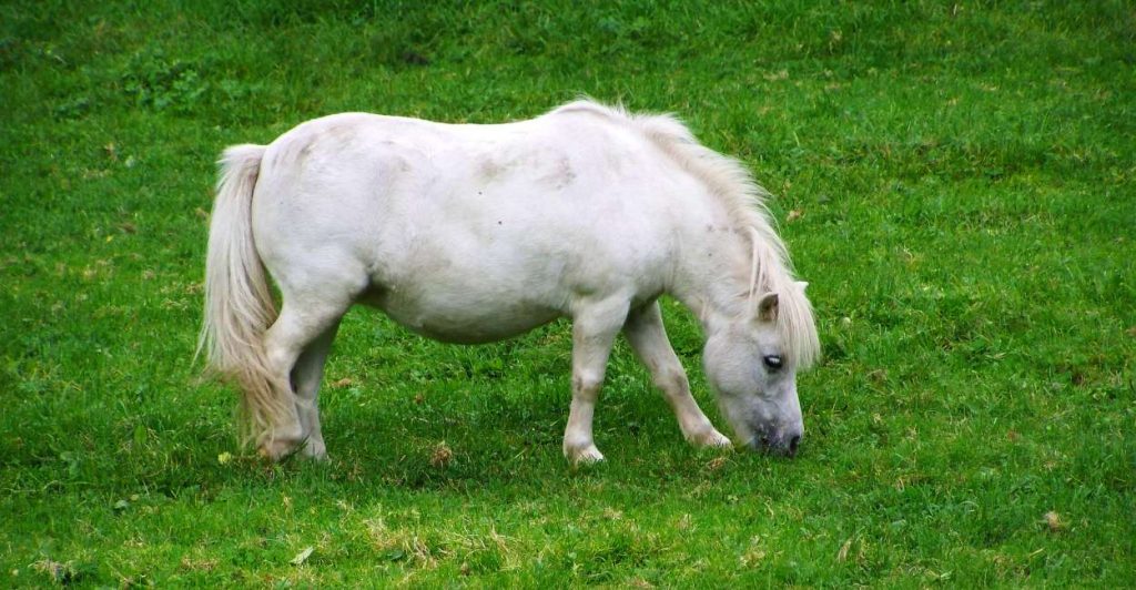Pony Dream Meaning – A Ray Of Hope In Dark Times