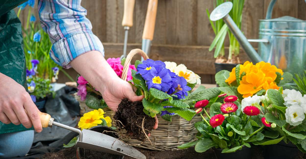 Dreams of Planting Flowers – You Desire To Be Loved!