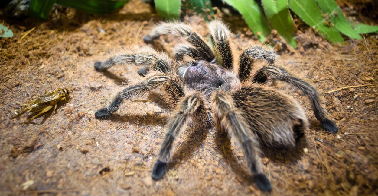 Dream About Killing A Tarantula – You Are On The Path Of Self-discovery