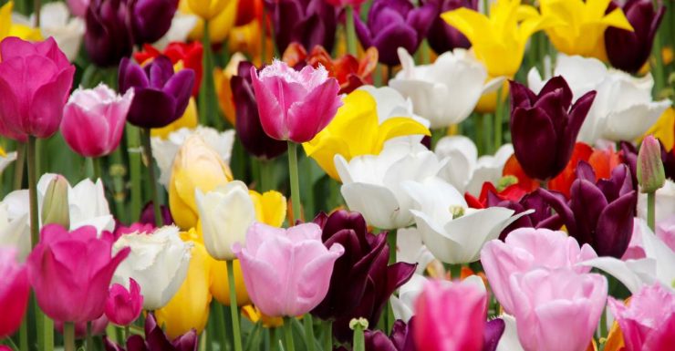 Which Dreams Related to Spring Witnessed Significant Spike