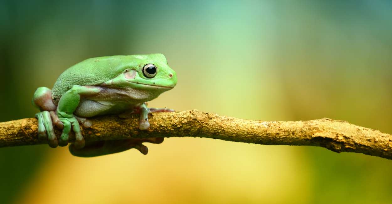 Spiritual Meaning Of The Frog In A Dream Is The Croaking Not Letting Spiritual Meaning Of The Frog In A Dream Is The Croaking Not Letting