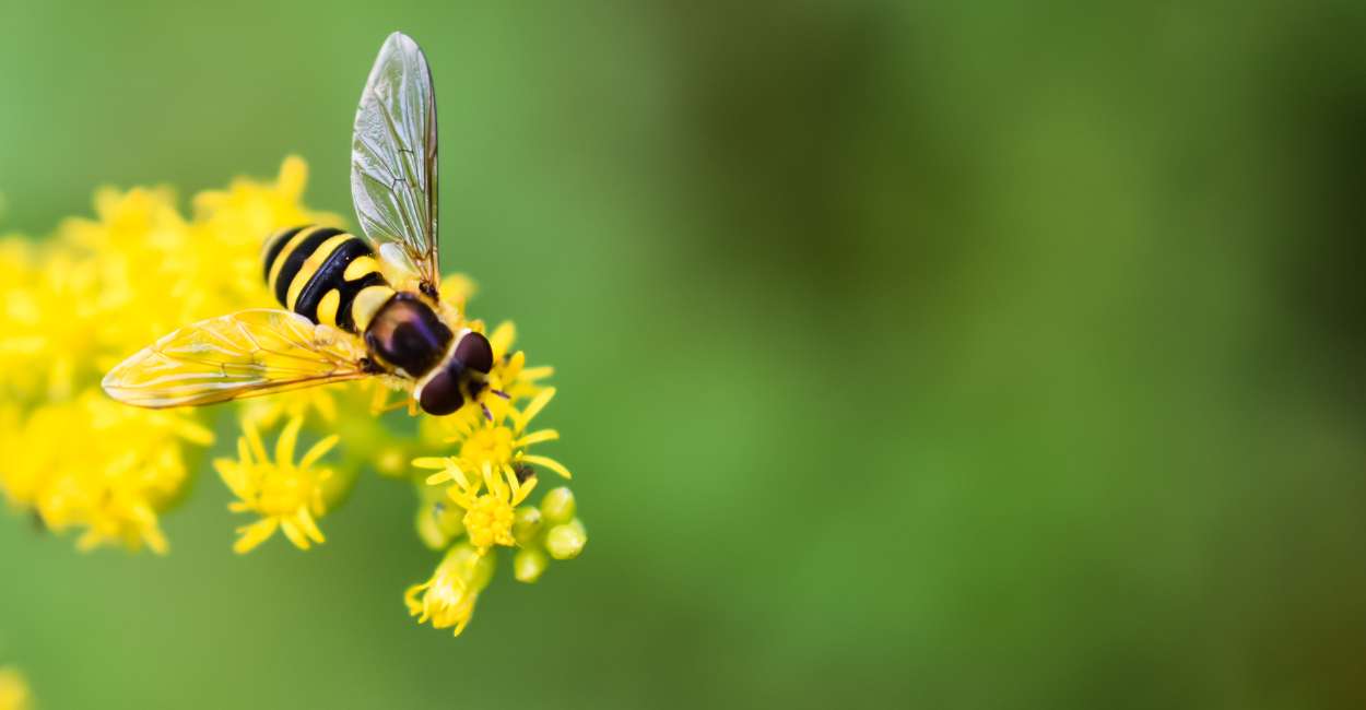 Dream of Bee Buzzing in Ear – Is Someone Constantly Nagging You