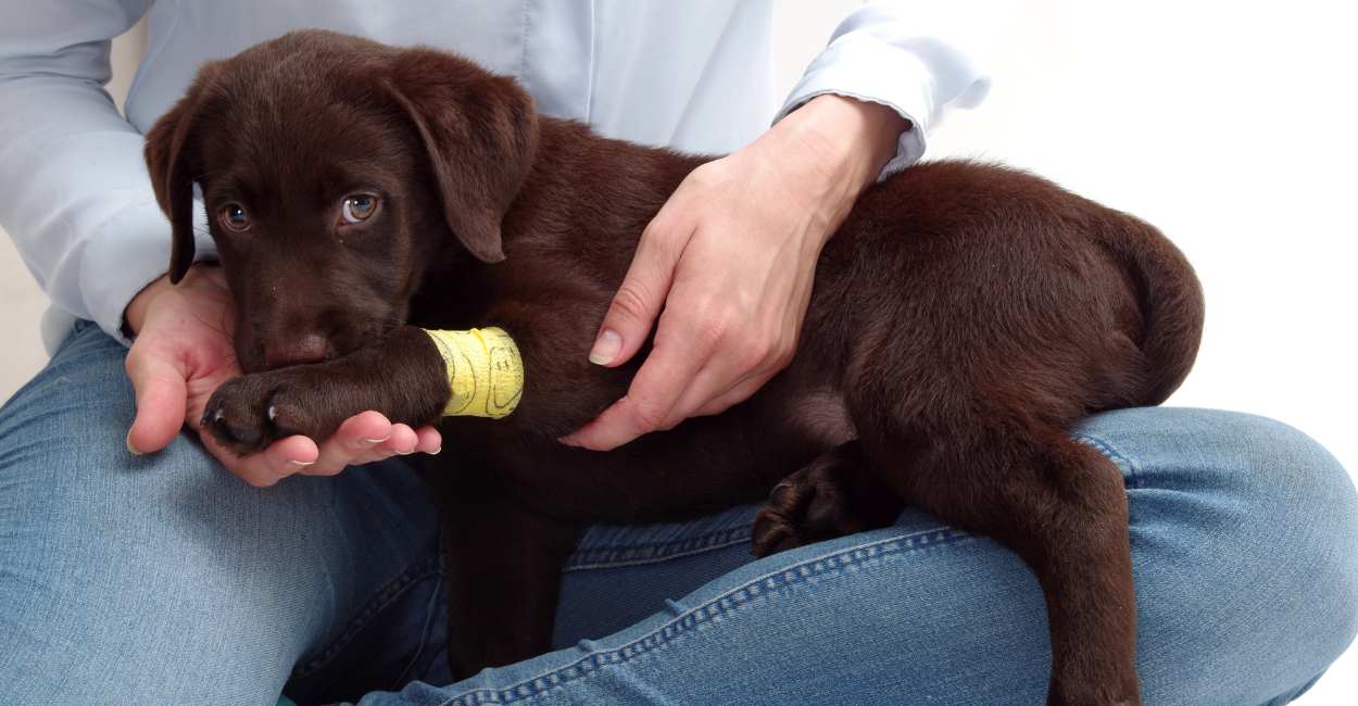 Dream of Injured Dog – Develop Mental Strength to Overcome Setbacks