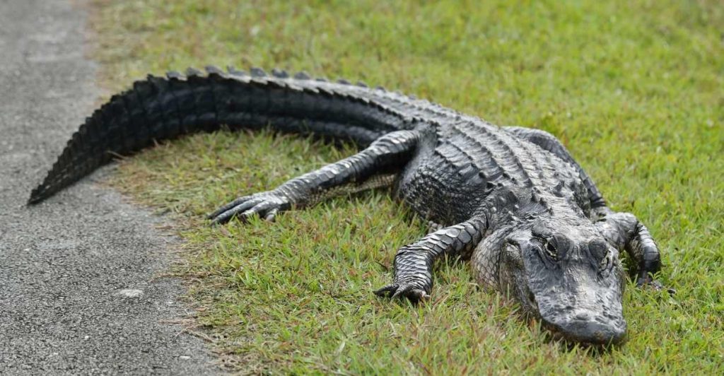 Spiritual Meaning of Alligators in Dreams - Is a Negative Force Present ...