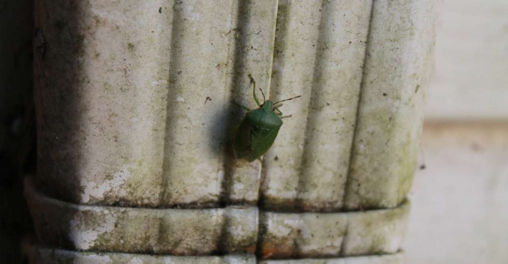 Dream Of Bugs Crawling On Wall - Are There Too Many Pests In Your Life?