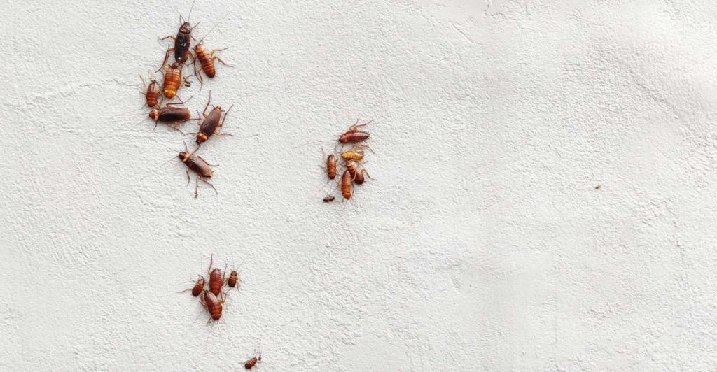 Dreaming of Roaches on the Wall – Are You Scared of Insects?